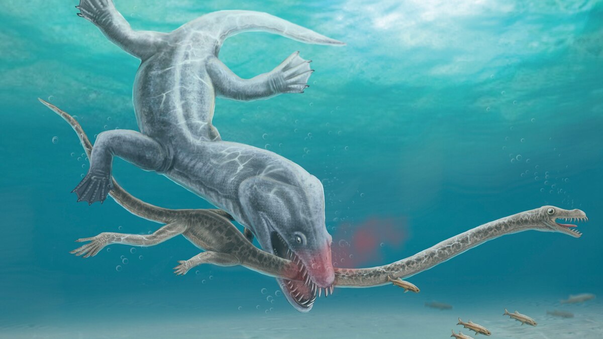 Tanystropheus Fossil
